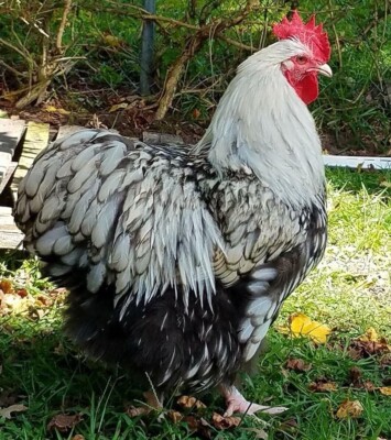 Poultry - Cochin Hatching Eggs