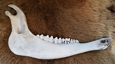 Bison Jaw Bone, American Buffalo,Native | eBay