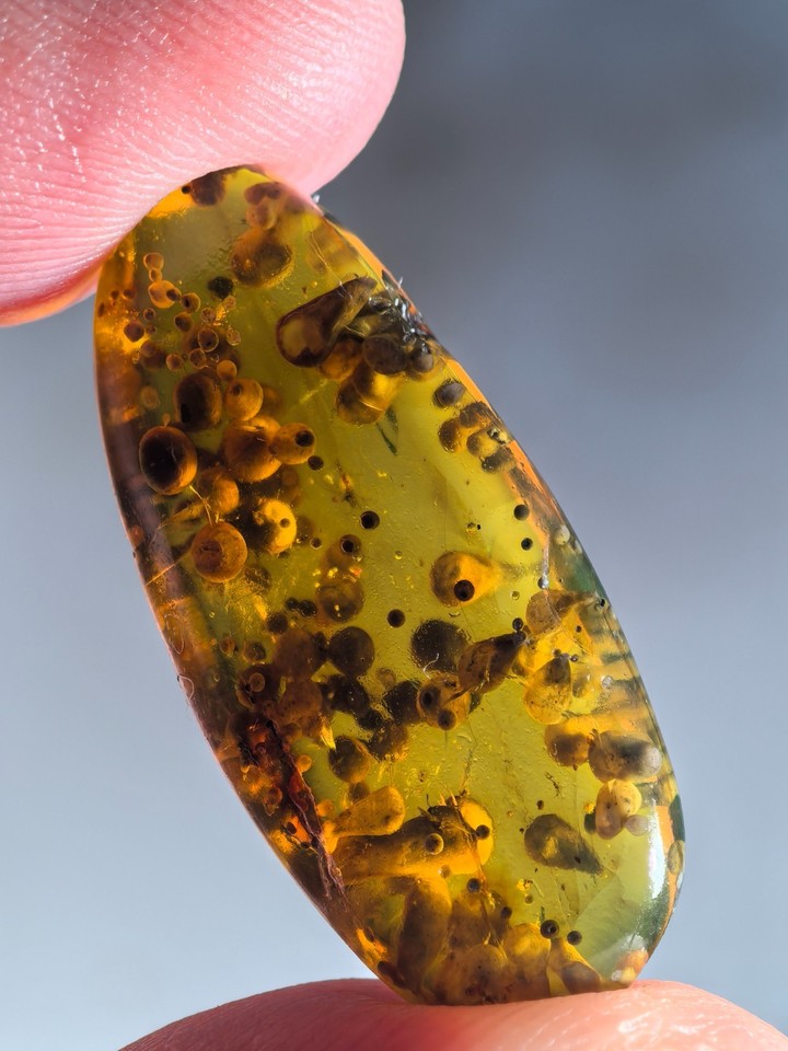 unknown fly&plant spore Burmite Myanmar Burmese Amber insect fossil ...