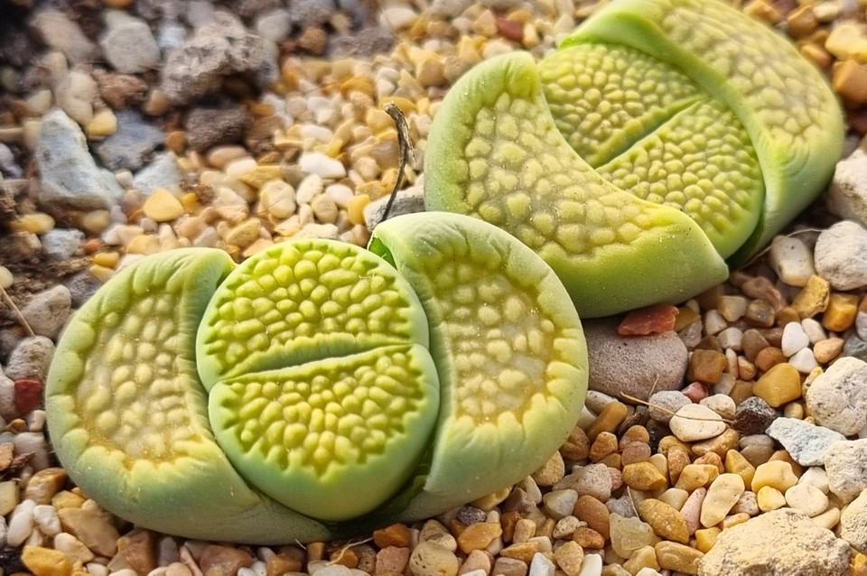 15-SEEDS Lithops HALLII cv SAKKIE´S GREEN | eBay