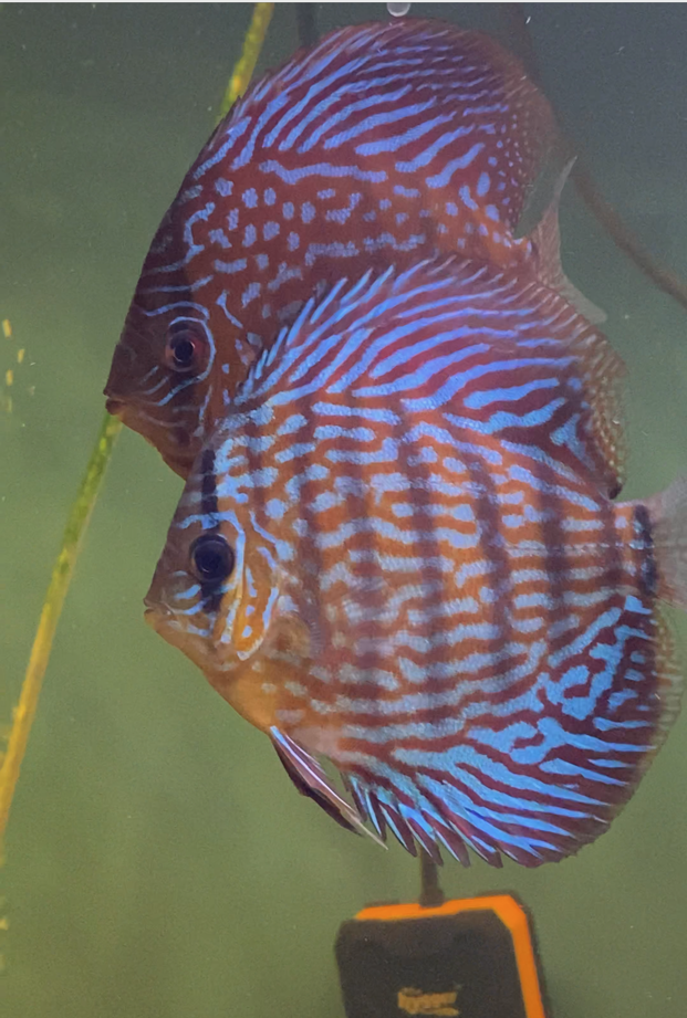 Pack of 2 live Discus fish - Red Turquoise - Size 6"- 6.5". Import ...