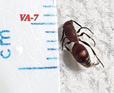 Mutillidae Dasymutilla species Florida #VA-7 Velvet Ant Insect ...
