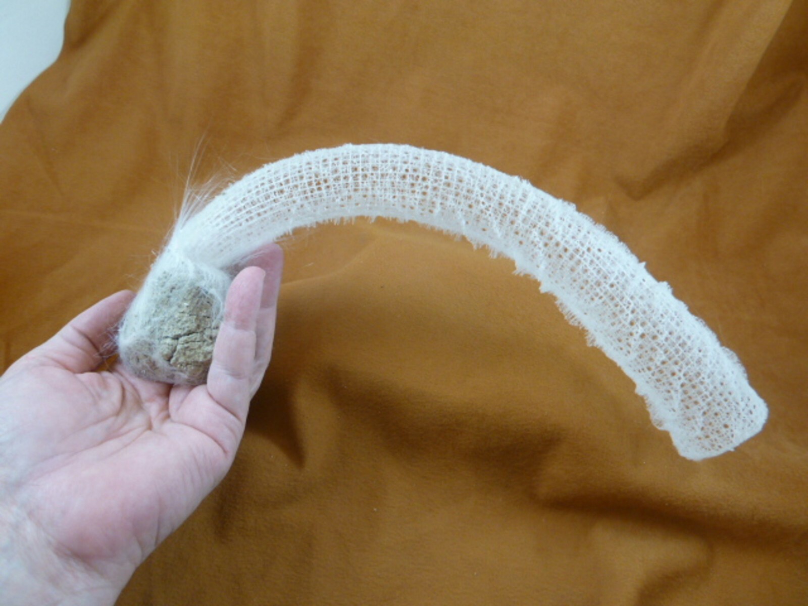(W81-1) 13" natural VENUS GLASS SPONGE specimen FLOWER BASKET Weird ...