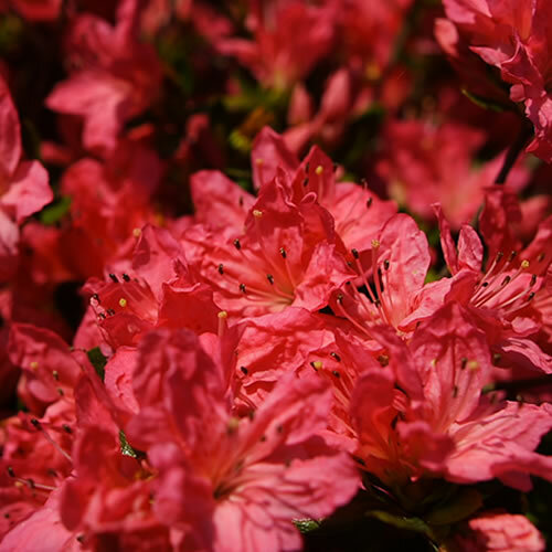 1 X AZALEA 'GEISHA RED' JAPANESE EVERGREEN SHRUB HARDY PLANT IN POT ...