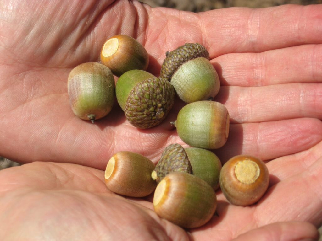 5 Northern Red Oak seeds acorns for planting Quercus rubra tested ...