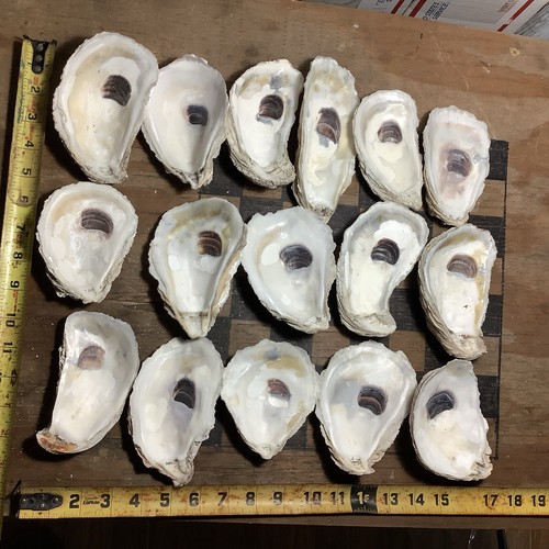 Lot of 15 Large Oyster Shells For Decoupage Craft Art | eBay