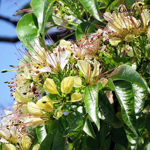 AYURVEDA varun chhal crataeva nurvala triune leaf bark whole three ...