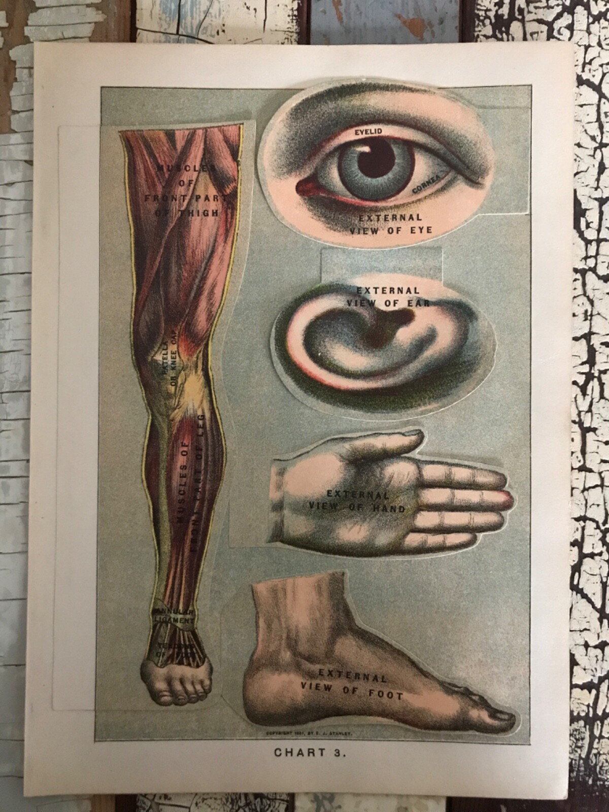 1901 Antique Medical Human Anatomy Chart Leg Eye Ear Hand Litho Layers ...