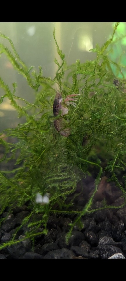 12 Juvenile Live Self Cloning Marbled Crayfish, Crayfish, Marmorkrebs ...