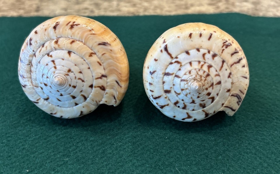 Lot Of 2 Conus Betulinus Cone Shells BIG! | eBay