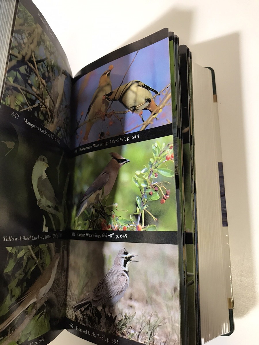 Mangrove Cuckoo Audubon Field Guide