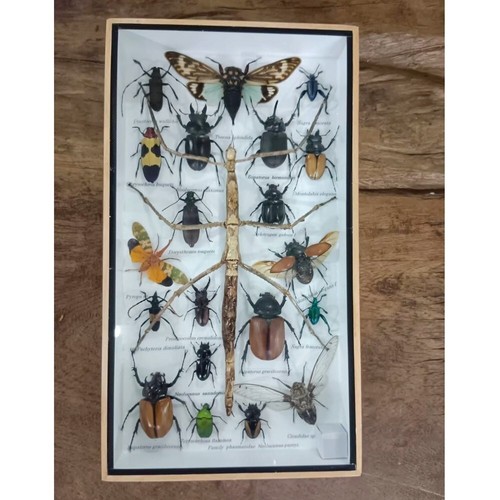 Real Butterfly Insects Rare Wildlife Display Taxidermy Beetle Bugs ...