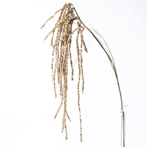 Set of 4 Unique Spring Colored Millet Seed Sprays with Decorative ...