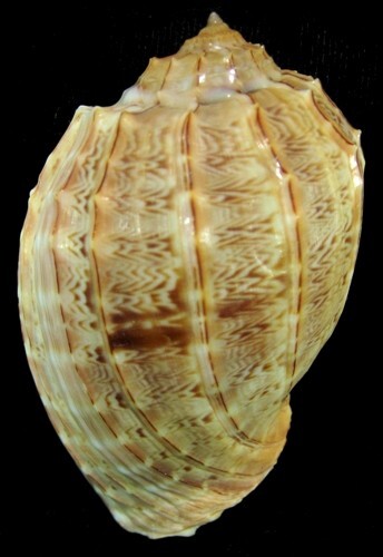 HARPA CRENATA seashell PANAMA 76 mm ! AWESOME !!! | eBay