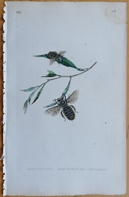 Apis manicata Bee - Donovan Insects Rare Colored Print - 1792 | eBay