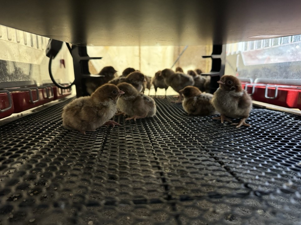 12+ Silver Deathlayer Hatching Eggs | eBay