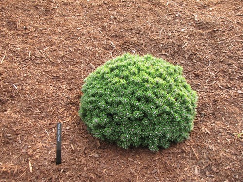 Teeny Dwarf MUGO Pine - Pinus mugo 'Teeny' Forms A Tight Compact Little ...