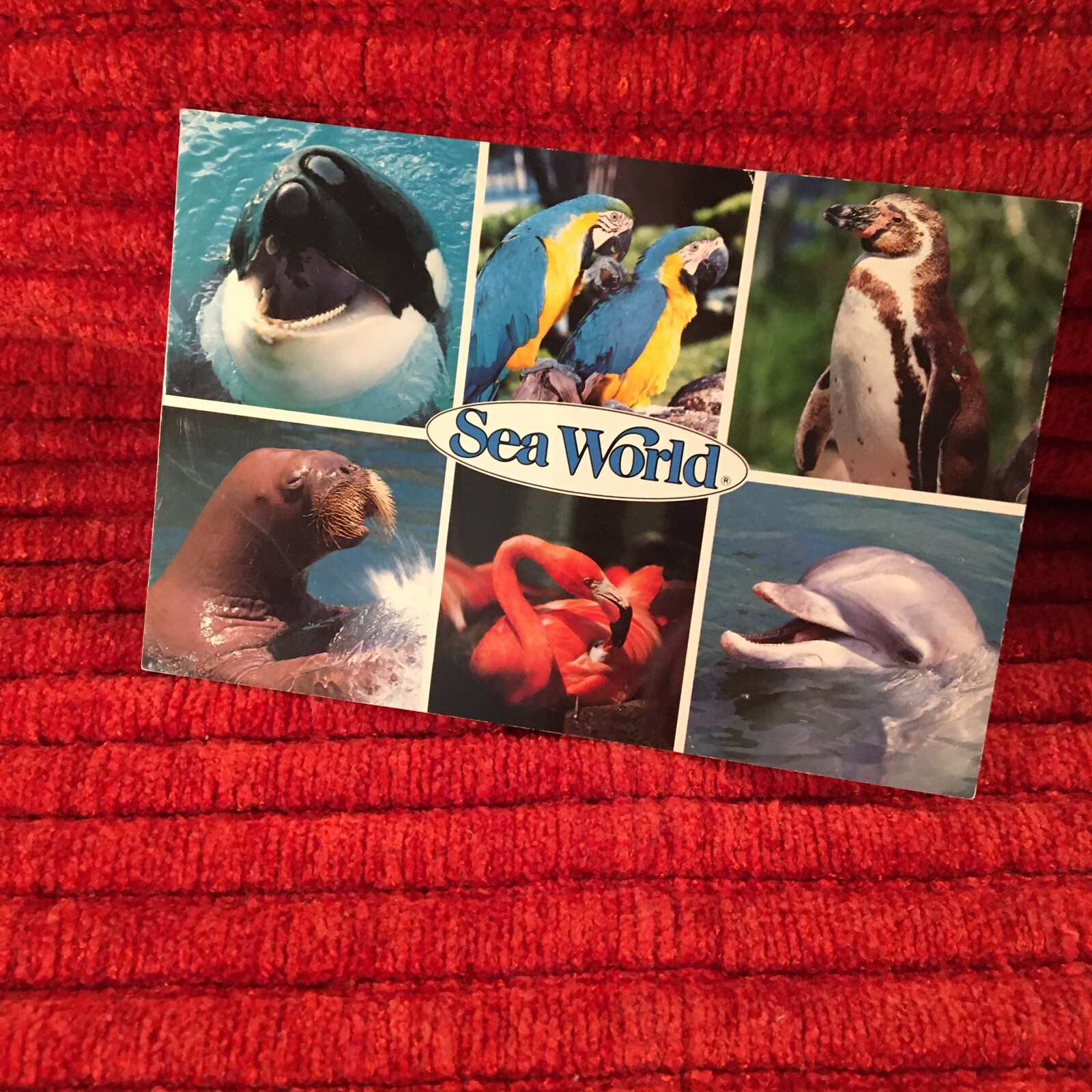 Postcard, Seaworld of San Diego California, Orlando Florida, and Aurora ...