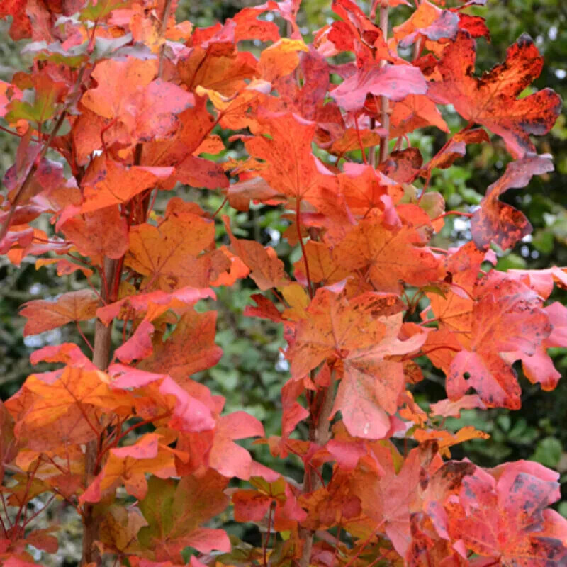 20 Hedge Maple tree seeds Acer campestre Field Maple | eBay