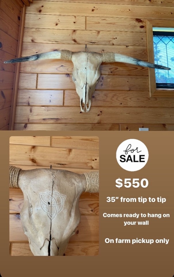 Scottish Highland Cow/Steer Skull Wall Mount | eBay
