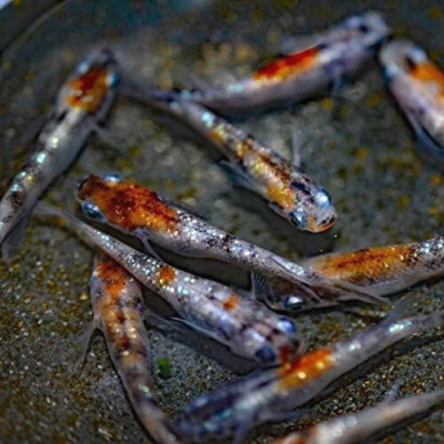 10+ 5 free fertilized Tri-color Lame Medaka ricefish eggs | eBay