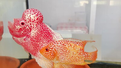 LIVE Golden Base Kamfa Flowerhorn 3.00" unsexed (Combined flat rate) | eBay