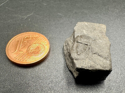 Fossil trilobite – Cyclopyge bohemica – Czech Republic – rare ...