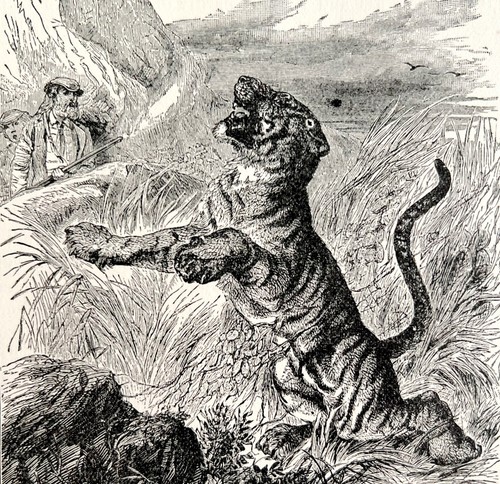 Stalking Bengal Tiger Killed By Tourist 1887 Wood Engraving Victorian ...
