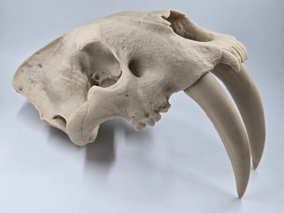 Saber-tooth Tiger Skull Exact Replica, Full Size, Smilodon fatalis | eBay