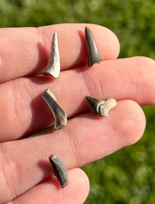 Cretaceous Fossil Sharks Teeth LOT OF 5 Texas Shark Tooth Collection | eBay