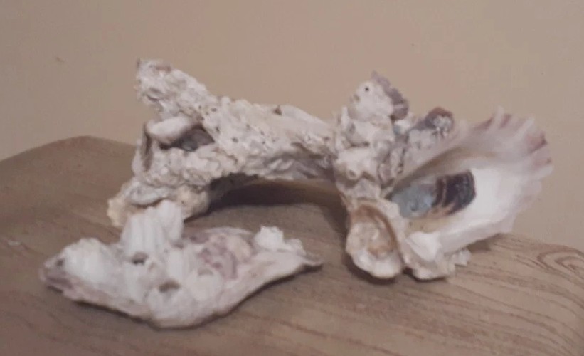 Lot 2 Oyster Barnacle Shell Cluster Clump Natural Ocean Decor Unique ...