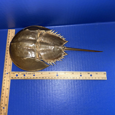 ATLANTIC HORSESHOE CRAB SHELL MOLT WITH LEGS LIMULIDAE XIPHOSURIDA 12 ...