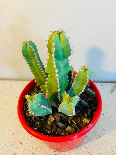 Euphorbia Makallensis - Rare African Spurge with Distinct Upright ...