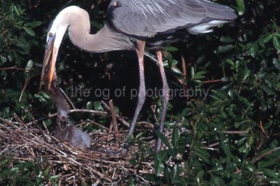 FOUND BIRD SLIDE Photo VINTAGE Found 35mmTransparency ORIGINAL 42 LA 88 ...
