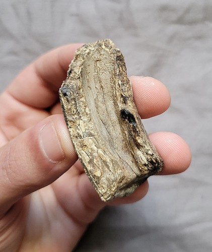 Rare Unique Color Giant Beaver Huge Mammal Tooth Fossil Ice Age Of ...