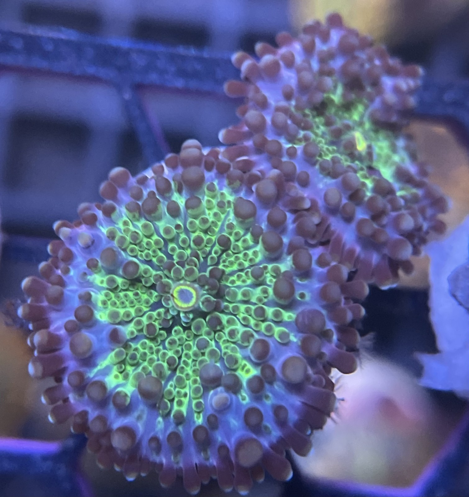 WYSIWYG *RARE* 2 GREEN CENTRE PURPLE RING YUM MARINE CORAL/ LPS/SPS ...