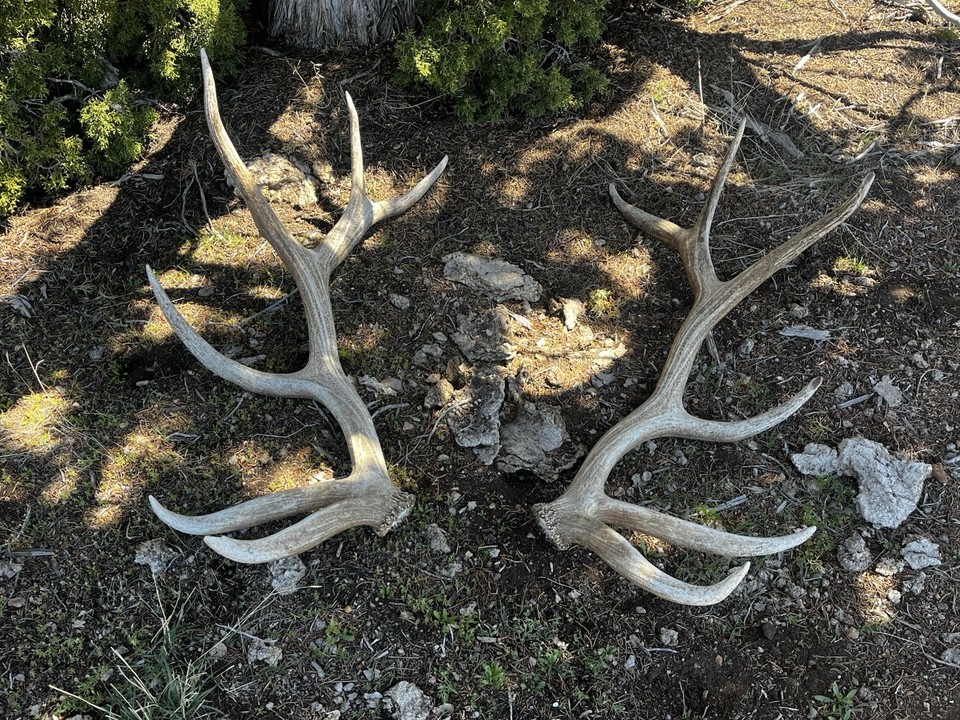 Bull Elk Shed Antlers Utah Fresh Massive 350” Class Bull | eBay