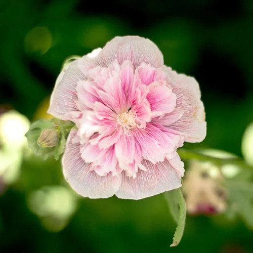 Hollyhock Majorette Mixed Seeds 75 Dwarf Double Hollyhocks - Cottage ...
