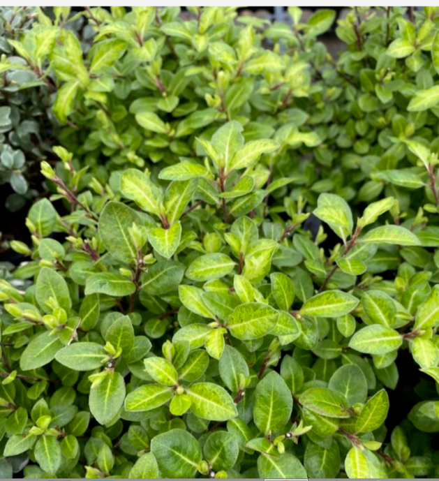 Pittosporum tenuifolium Golden Ball Evergreen Perennial Shrub 1 x 9cm ...