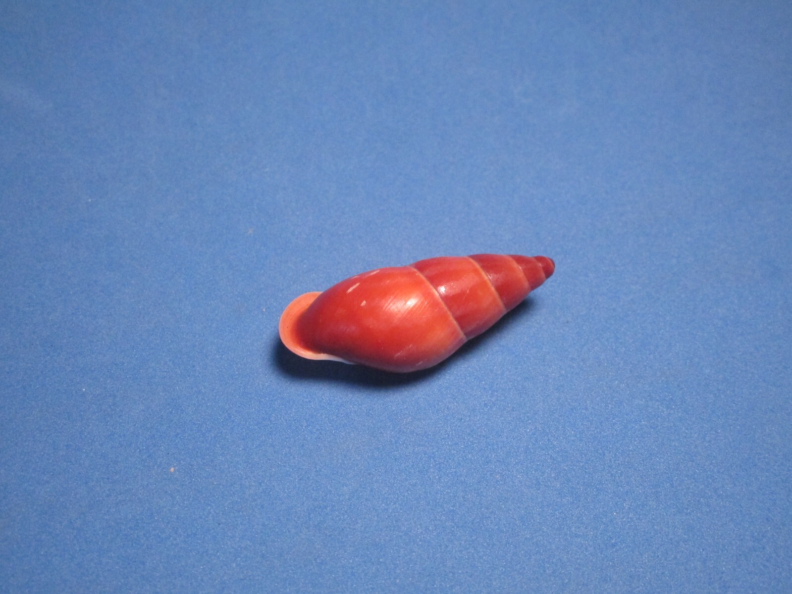 Helicostyla virgata Jay,1892 "DARK-BROWN;UNIQUE!" (43.1mm) | eBay