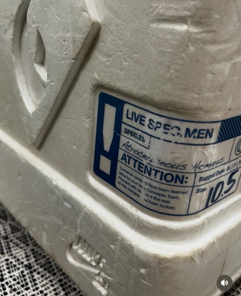 nike sb blue lobster special box | eBay