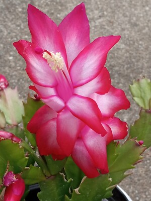 5 Thanksgiving Holiday Cactus Red Schlumbergera Zygocactus Leaf Ready ...