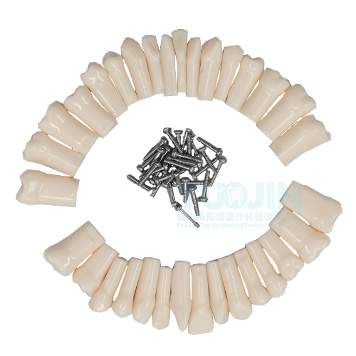 Dental Resin Teeth Typodont Model 32 Removable Screw Fixed Tooth ...