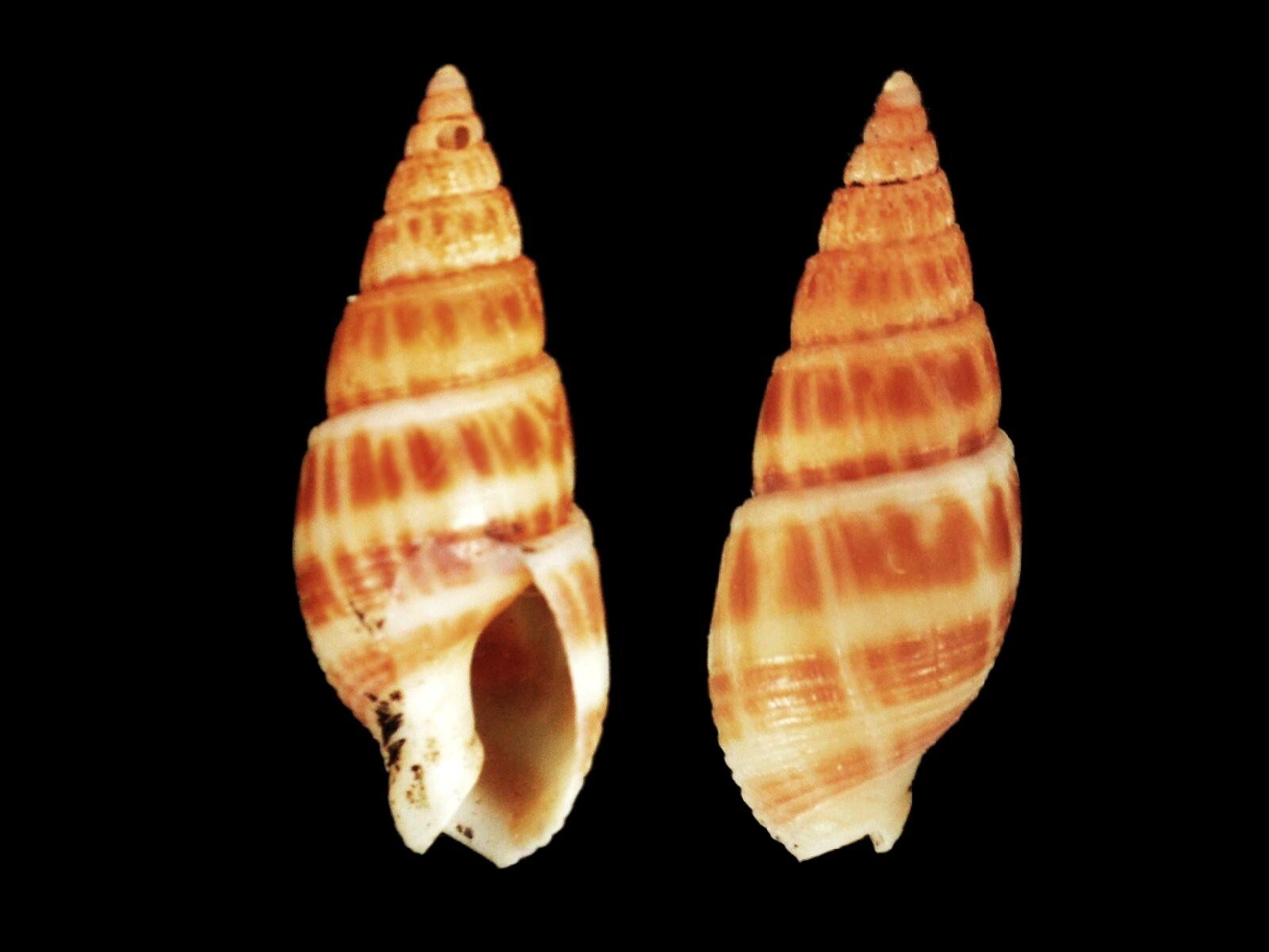 Nassarius reeveanus - Shells from all over the World NEW!!! | eBay