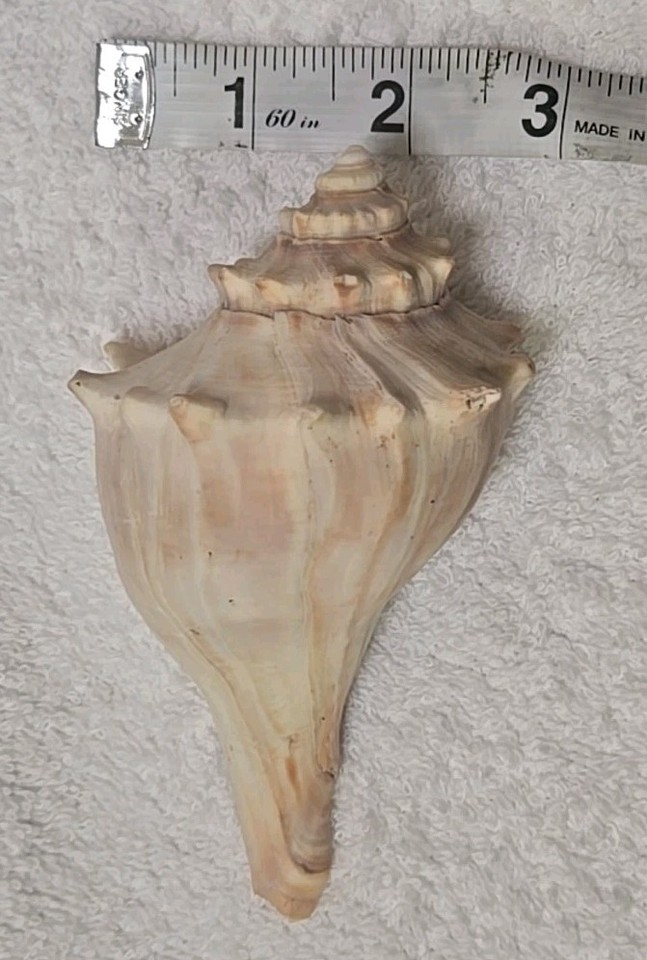 Beautiful Knobbed WHELK Seashell Shell 5” White Gray Tan Ocean Decor ...