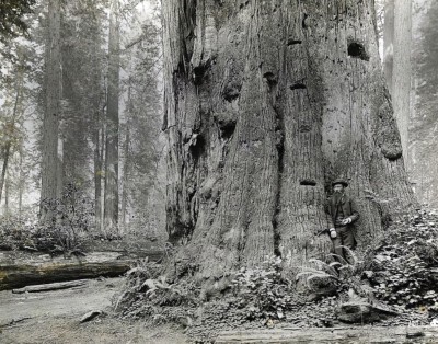 Redwood Sequoia Logging Photo Big Logs Sequoia National Park California ...