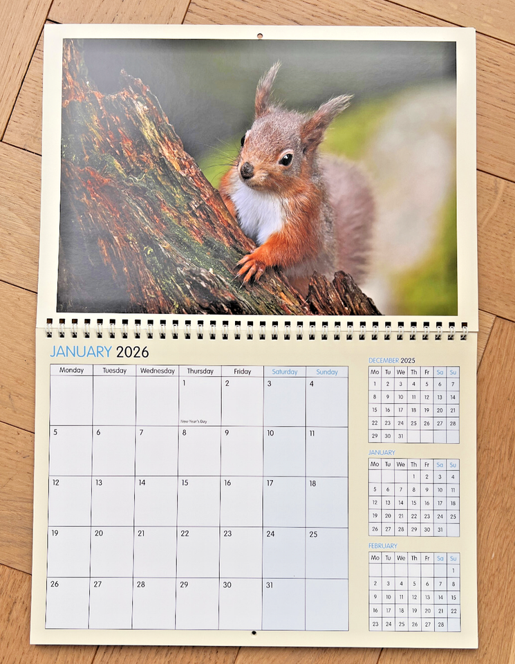 CUMBRIAN RED SQUIRRELS 2026 CALENDAR ALL PROFIT TO RED SQUIRREL ...