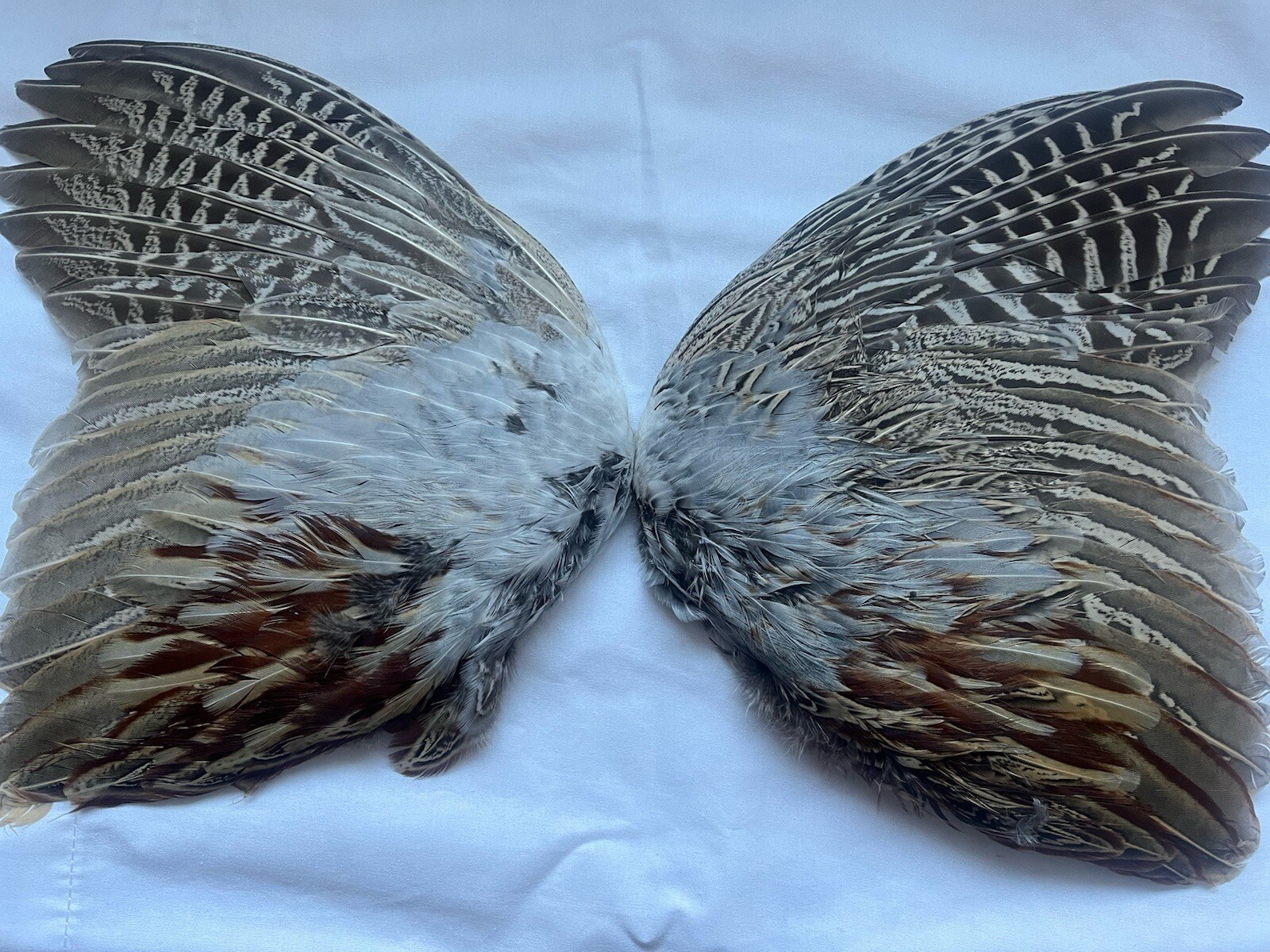 A Beautiful Pair of Ring-neck Pheasant wings for crafts and dog ...