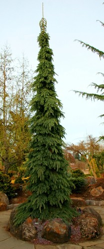 Weeping White Spruce - Picea glauca 'Pendula' 3 - Year Plant | eBay