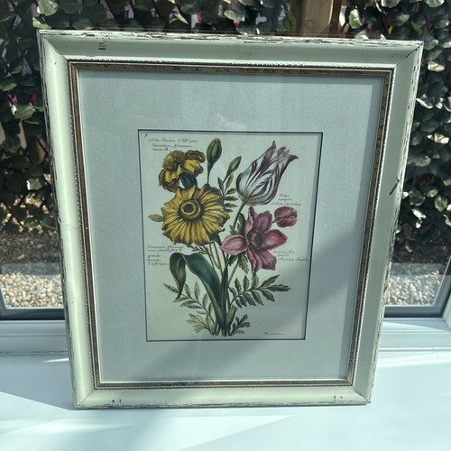 Repro 1794 Dutch Botanical Print In Quality 22" x 18" Cream & Gold ...